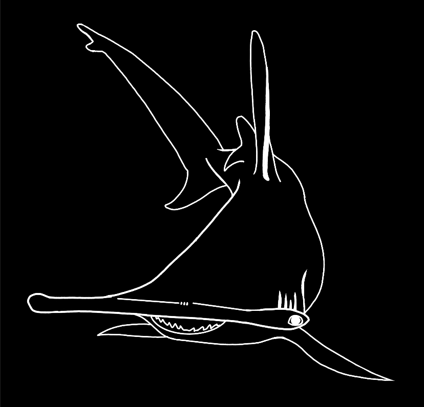Hammerhead Shark Decal_002 - Hoosierdecal